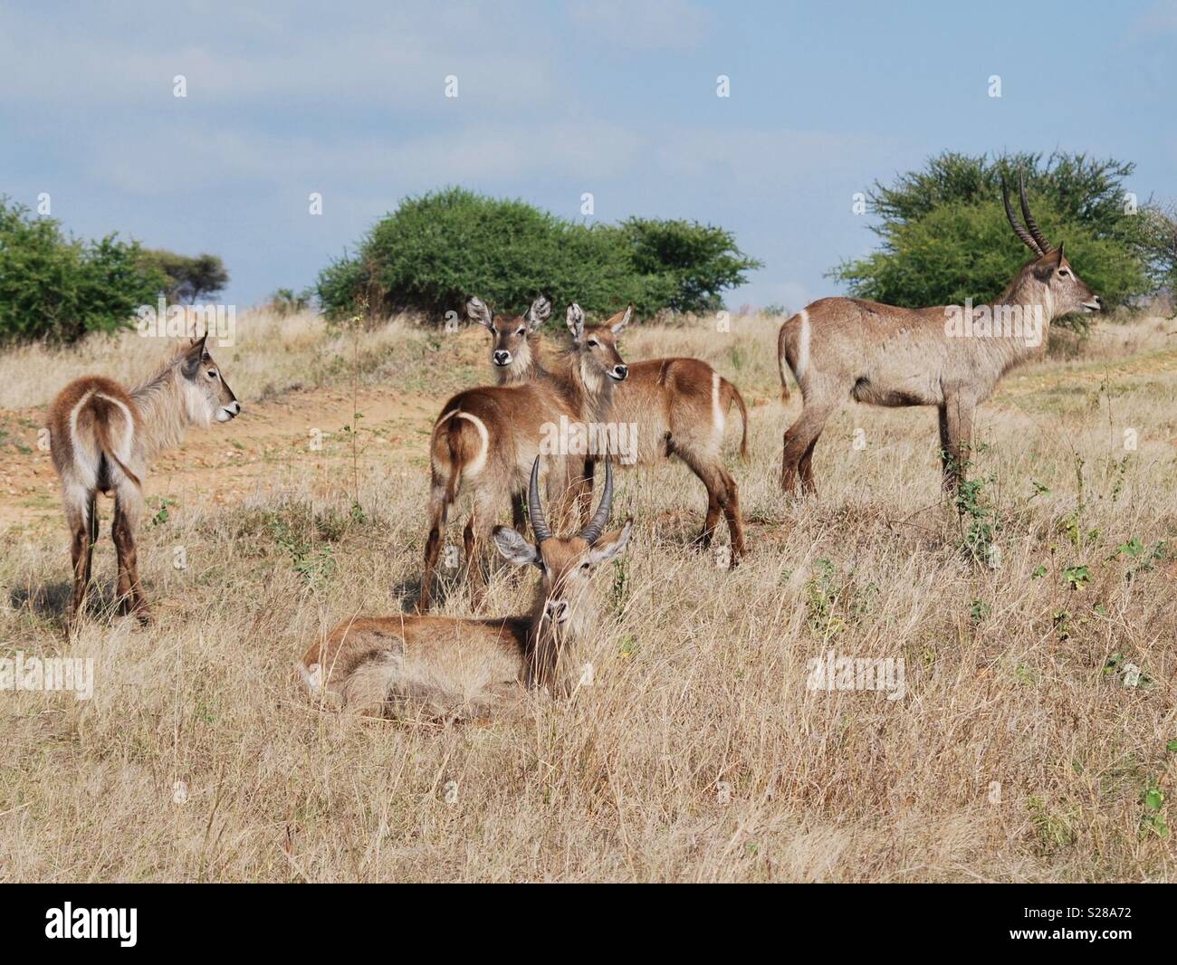 Afrika antilopen -Fotos und -Bildmaterial in hoher Auflösung – Alamy
