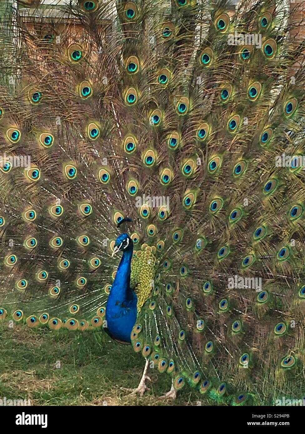 Pfau angeberei -Fotos und -Bildmaterial in hoher Auflösung – Alamy