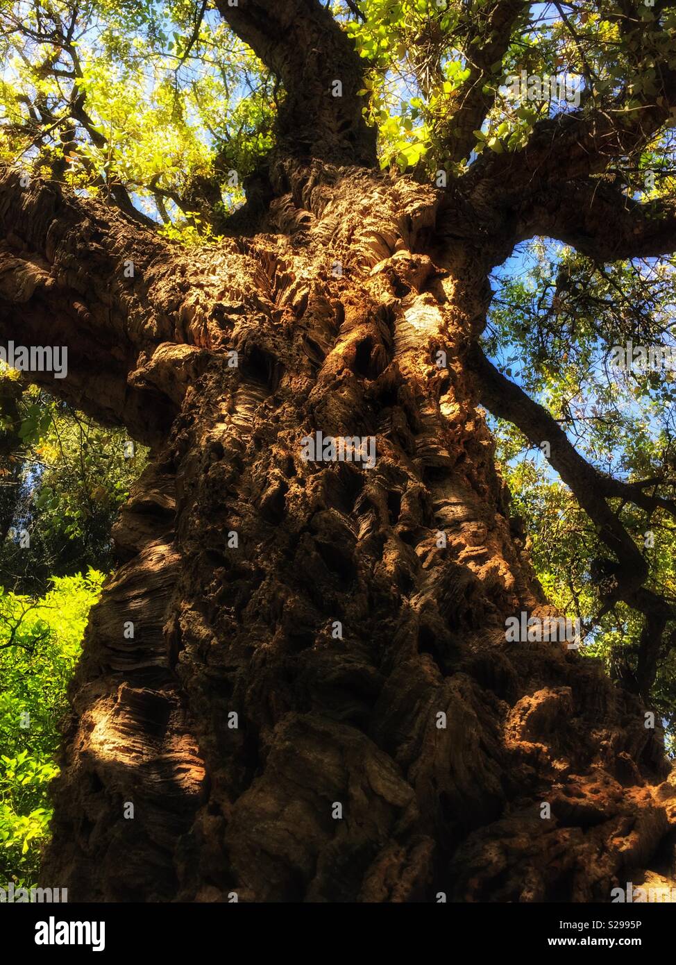 Huge tree -Fotos und -Bildmaterial in hoher Auflösung – Alamy