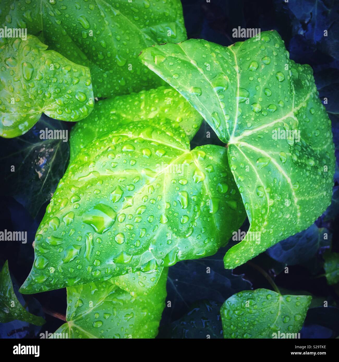 Hedera nepalensis var sinensis -Fotos und -Bildmaterial in hoher ...