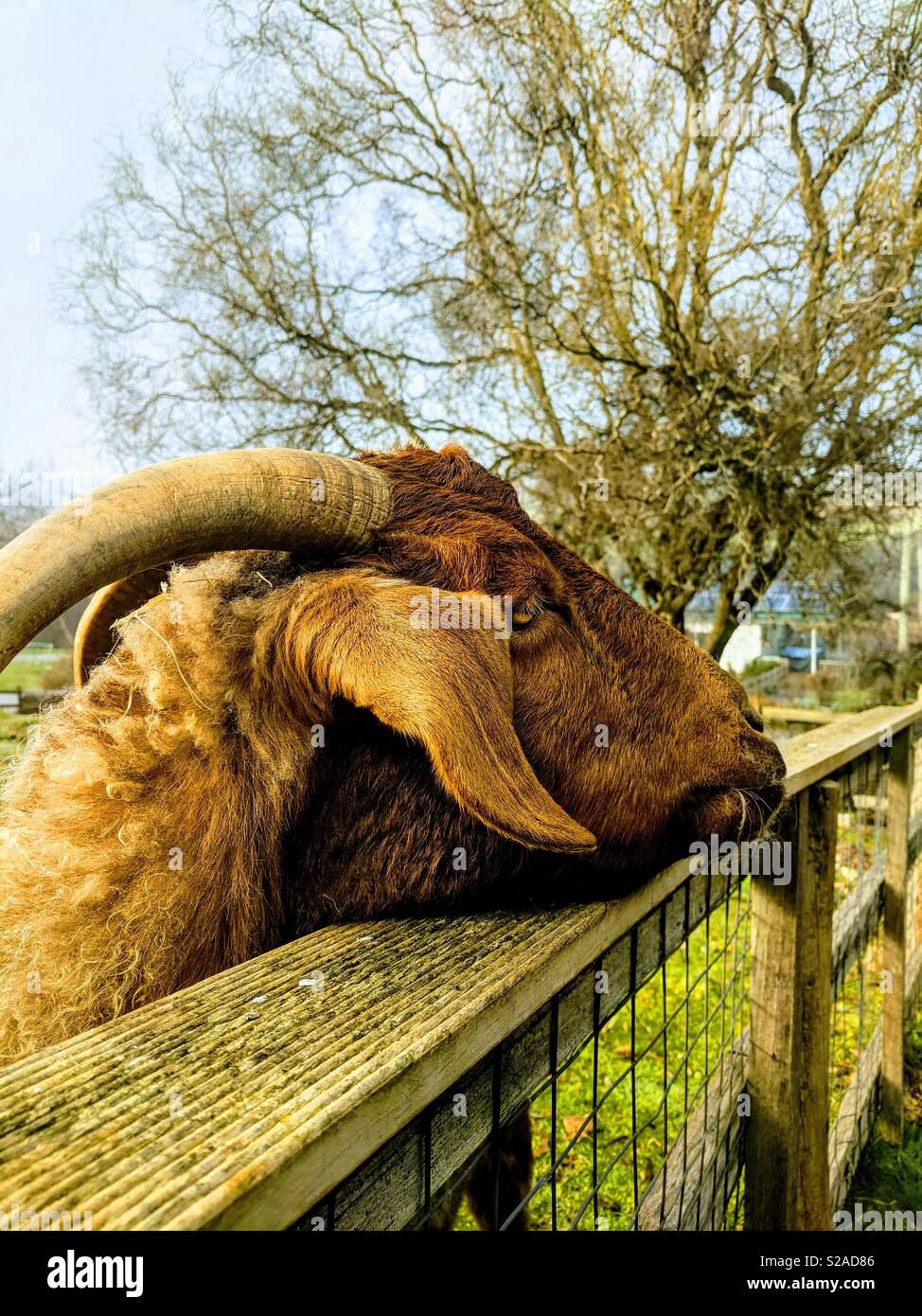 Profil des tieres -Fotos und -Bildmaterial in hoher Auflösung – Alamy