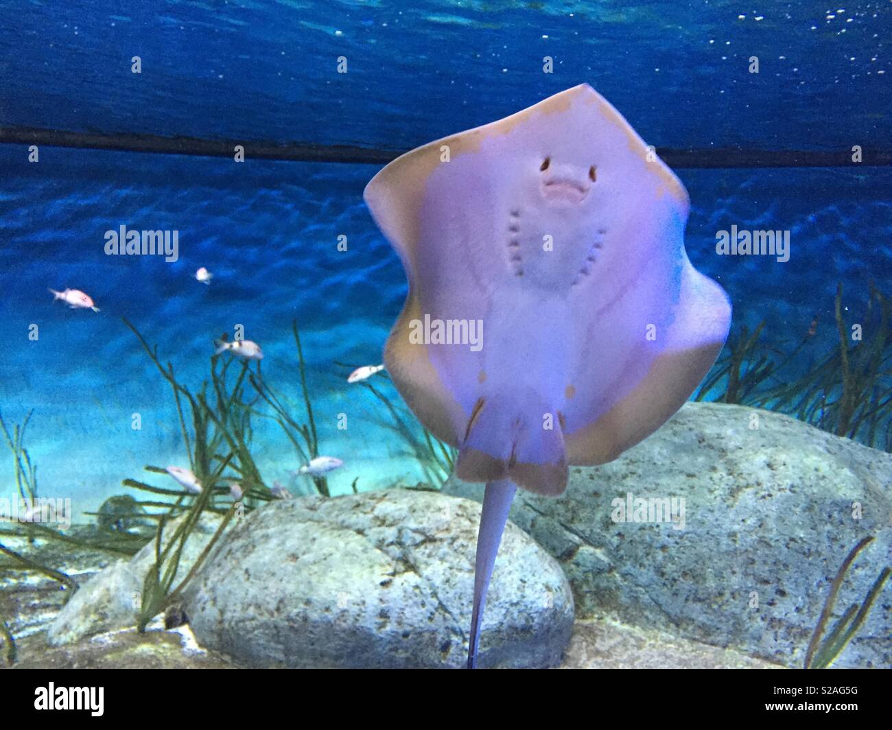 Rochen stingray meerestier animal tier Stockfotos und -bilder Kaufen ...
