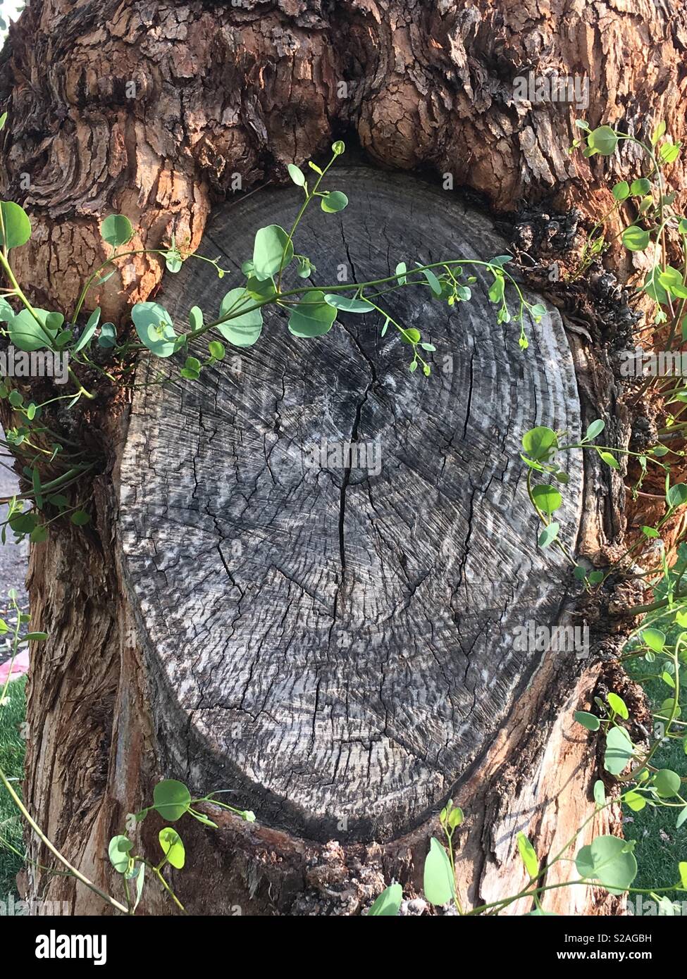 Interessanter baumstamm -Fotos und -Bildmaterial in hoher Auflösung – Alamy