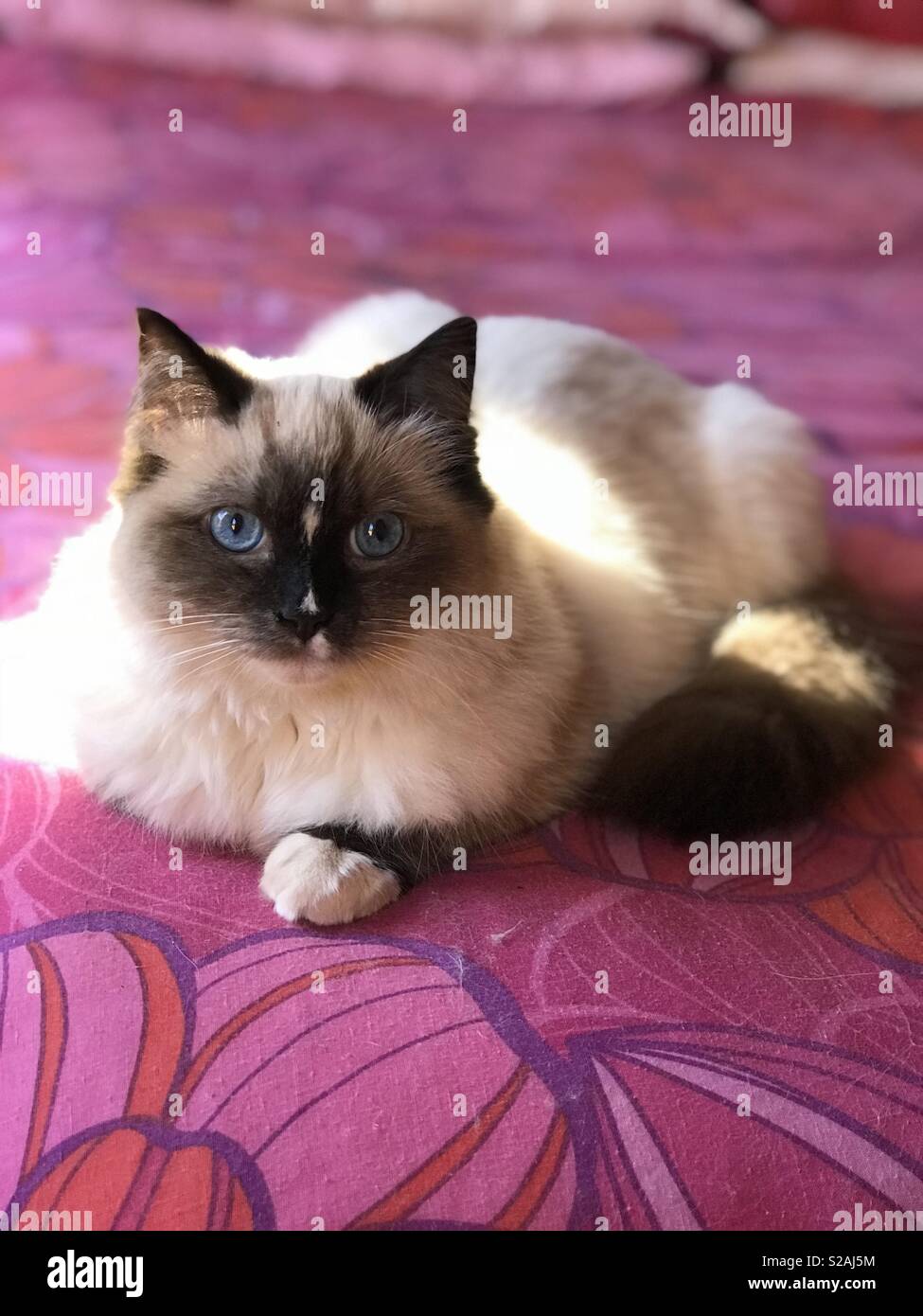 Schöne ragdoll katze -Fotos und -Bildmaterial in hoher Auflösung – Alamy