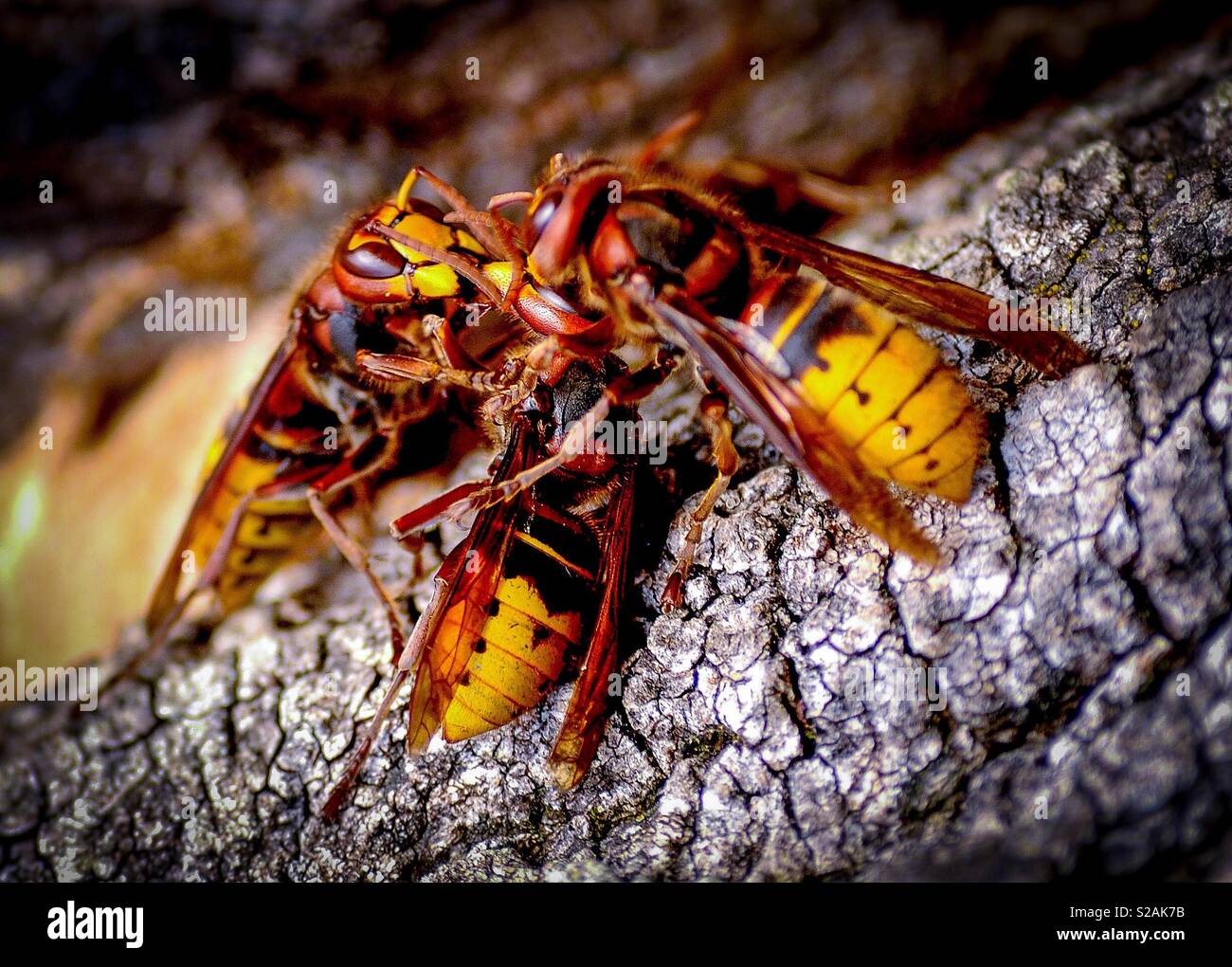 Asiatische hornisse -Fotos und -Bildmaterial in hoher Auflösung – Alamy