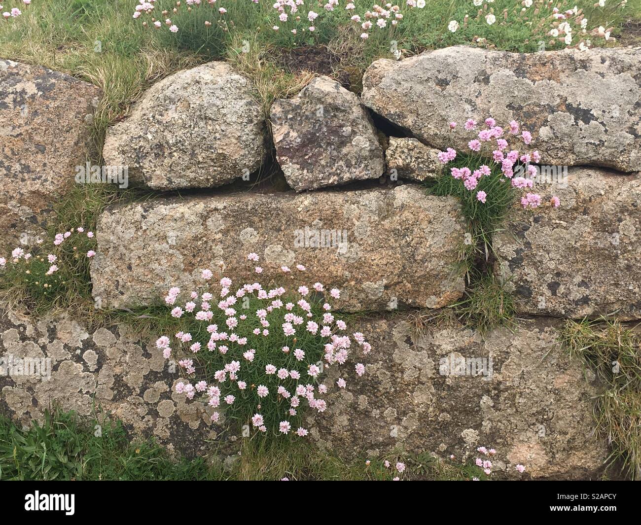 Felswand blumen -Fotos und -Bildmaterial in hoher Auflösung – Alamy