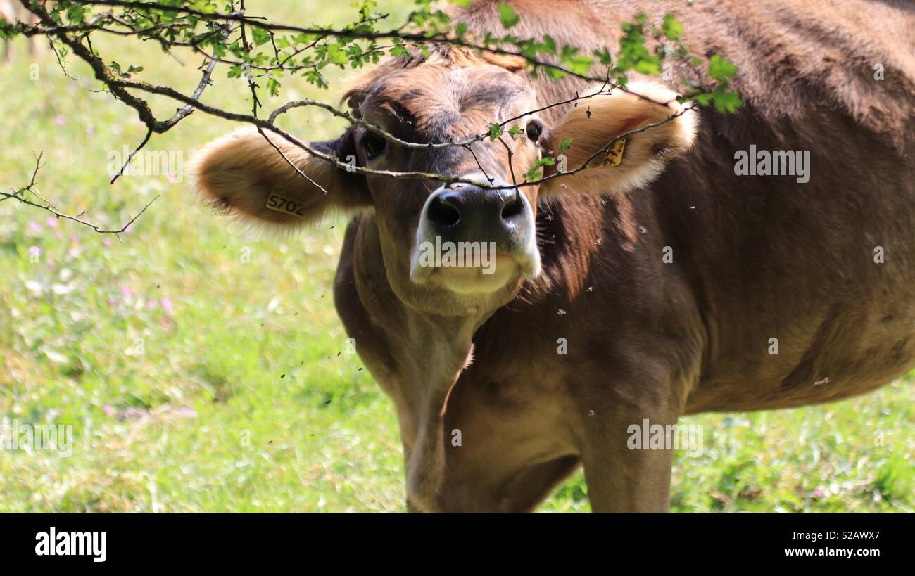 Neugieriges tier -Fotos und -Bildmaterial in hoher Auflösung – Alamy