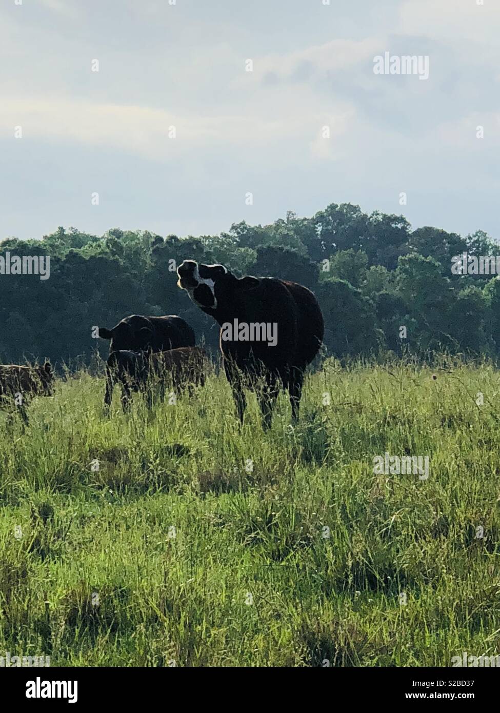 Kuh muhen -Fotos und -Bildmaterial in hoher Auflösung – Alamy