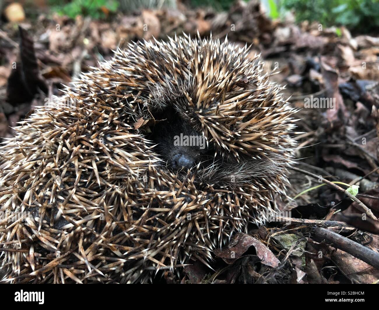 Zusammengerollter igel -Fotos und -Bildmaterial in hoher Auflösung – Alamy