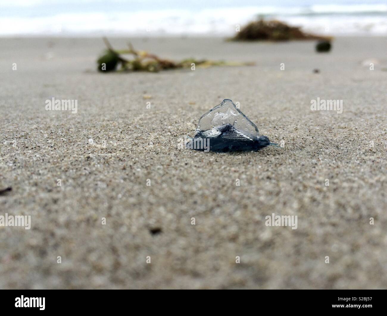 Valella valella -Fotos und -Bildmaterial in hoher Auflösung – Alamy