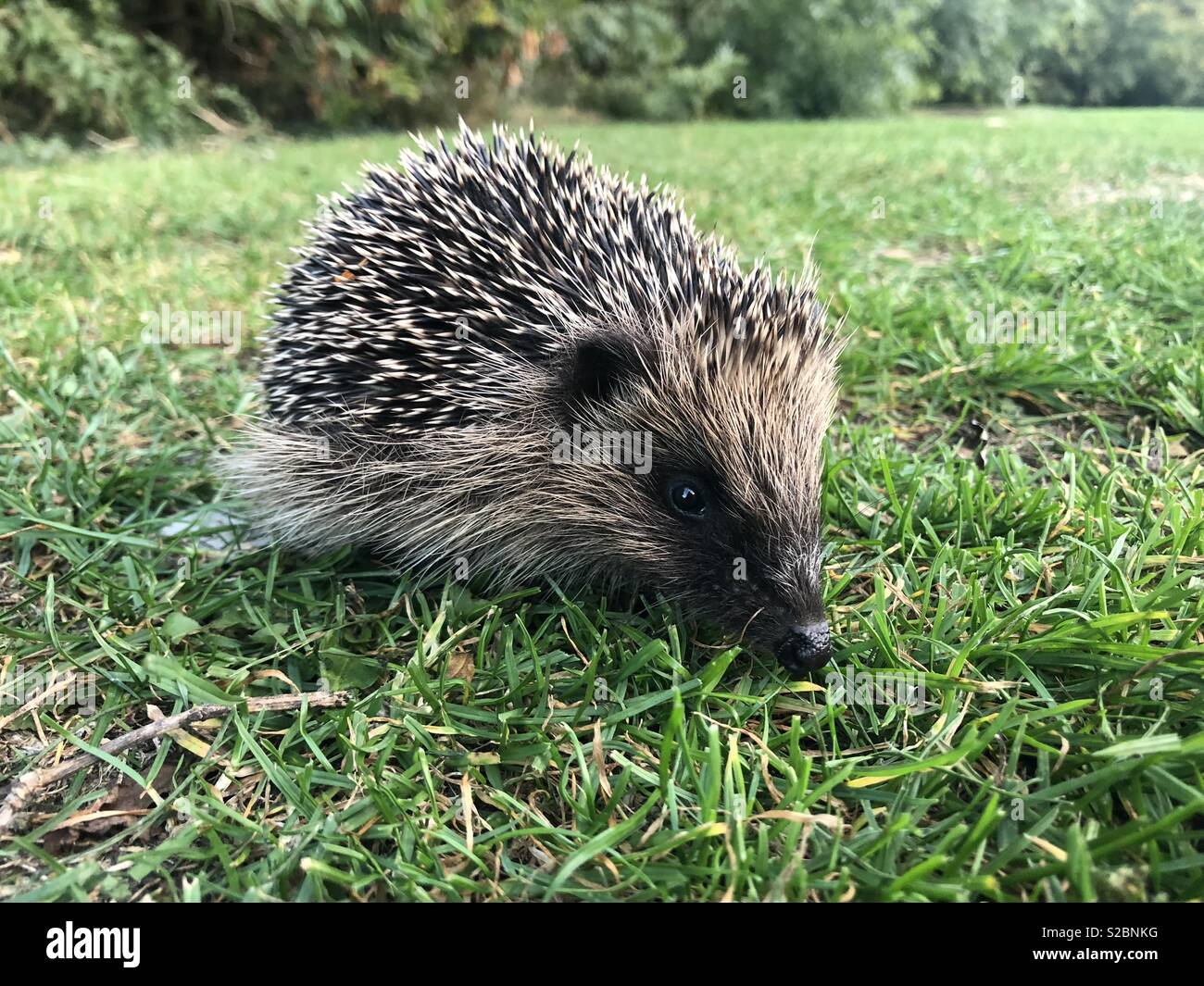 Igel wald -Fotos und -Bildmaterial in hoher Auflösung – Alamy