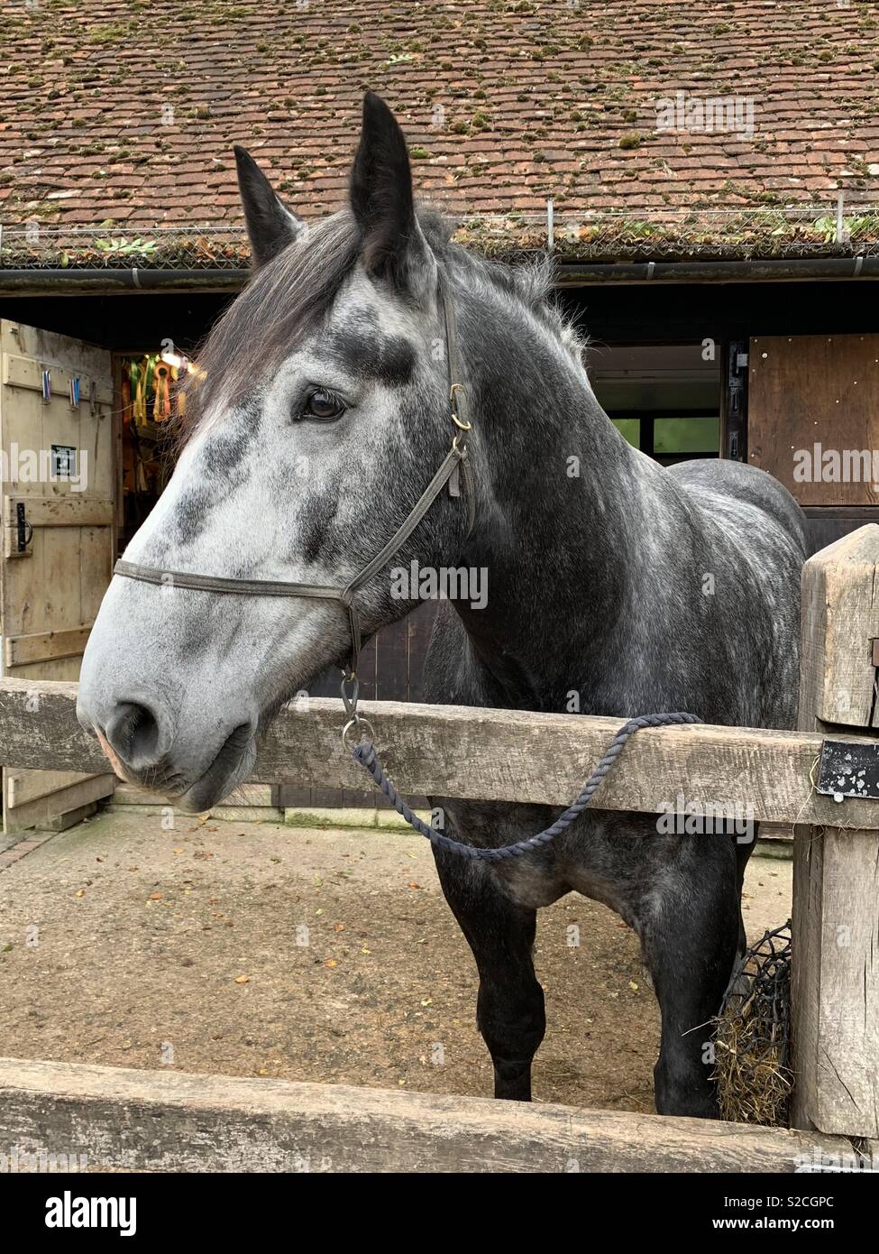 Percheron Horse Stockfotos & Percheron Horse Bilder - Alamy