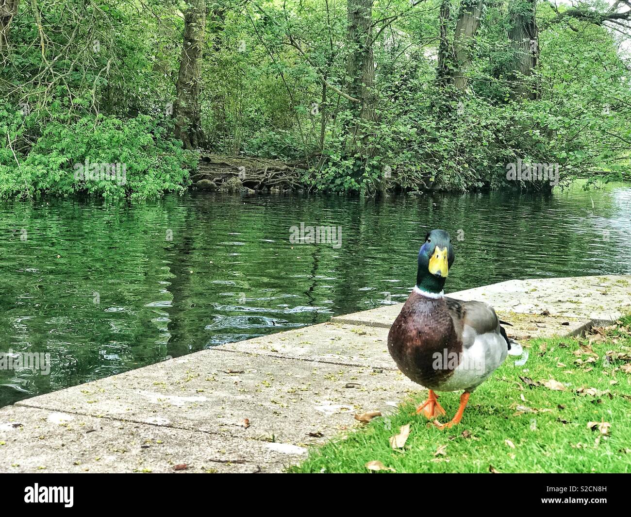 Komische ente -Fotos und -Bildmaterial in hoher Auflösung – Alamy
