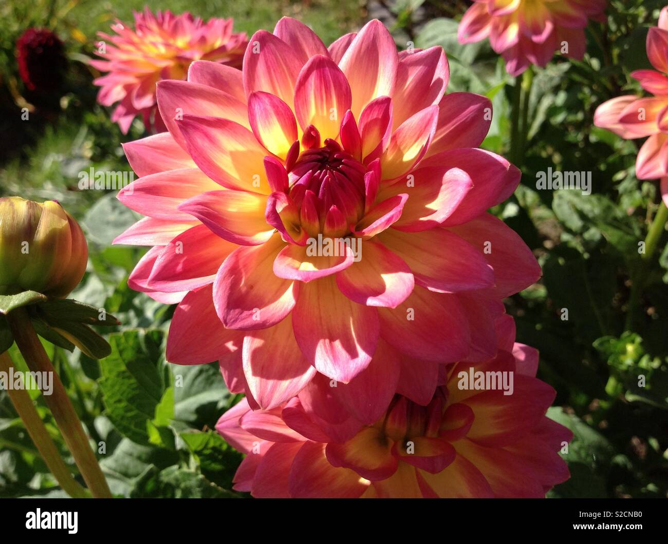 Foxy lady -Fotos und -Bildmaterial in hoher Auflösung – Alamy