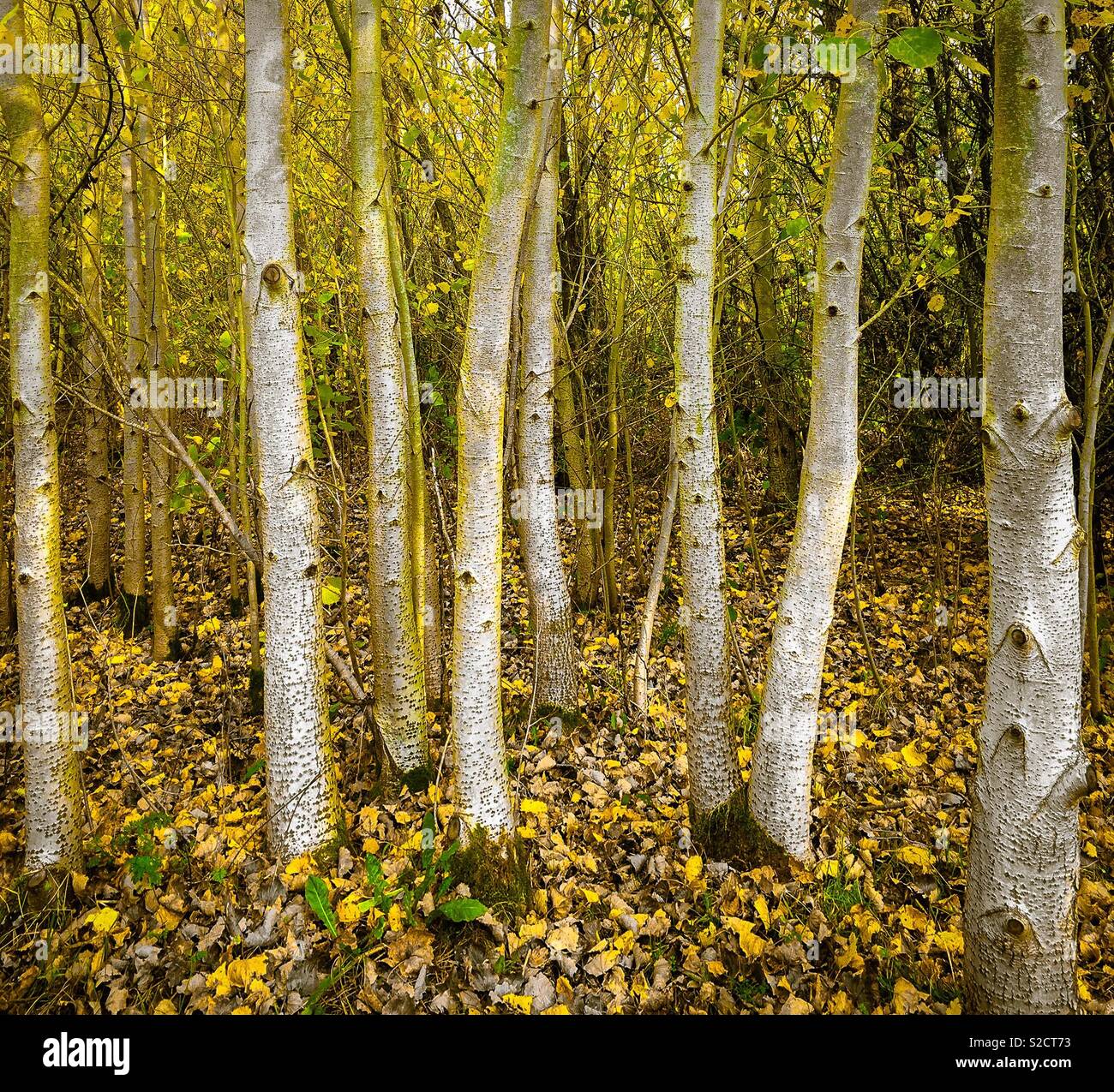 Young Silver Birch Stockfotos und -bilder Kaufen - Alamy