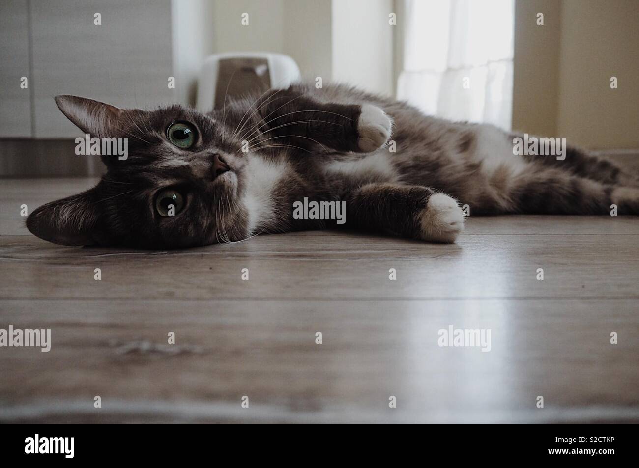 Cat Like Stockfotos und -bilder Kaufen - Alamy