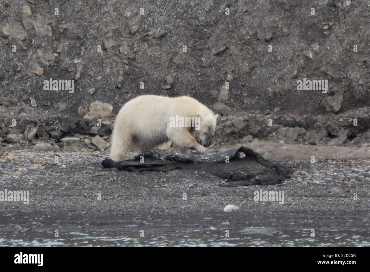Arktischer wal -Fotos und -Bildmaterial in hoher Auflösung – Alamy