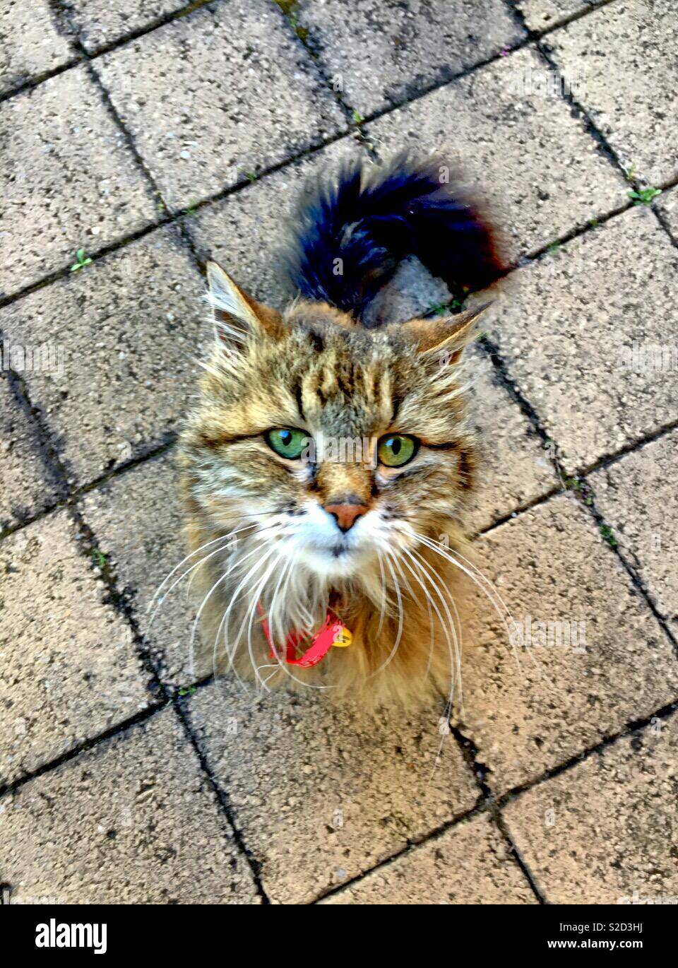 Perth katze -Fotos und -Bildmaterial in hoher Auflösung – Alamy