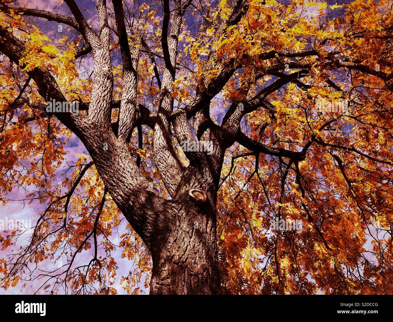 Alten Walnussbaum im Herbst Stockfotografie - Alamy