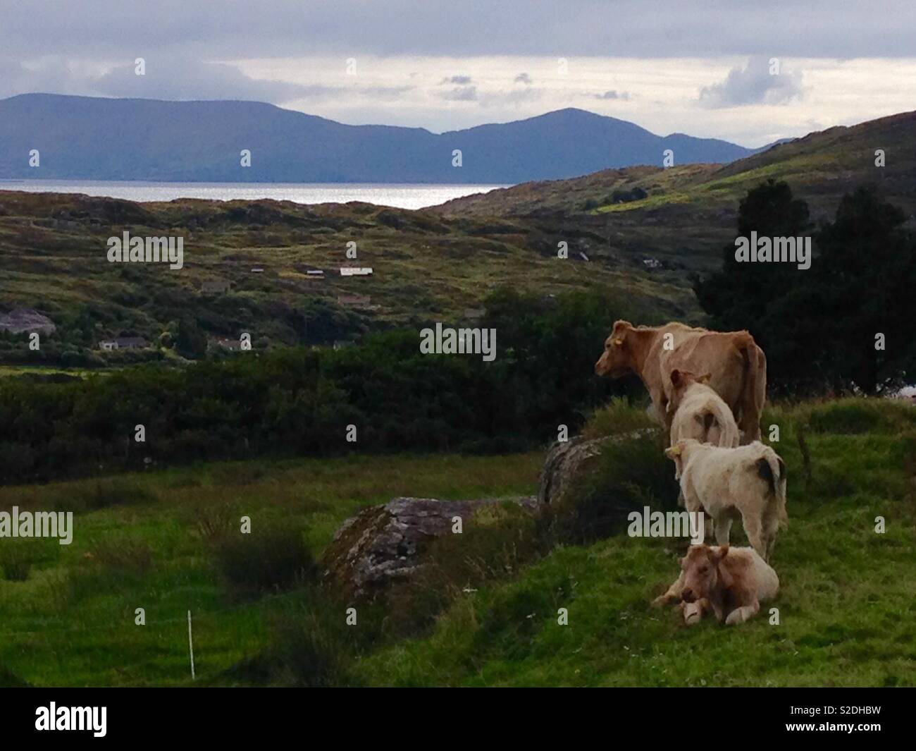 Kerry rinder -Fotos und -Bildmaterial in hoher Auflösung – Alamy