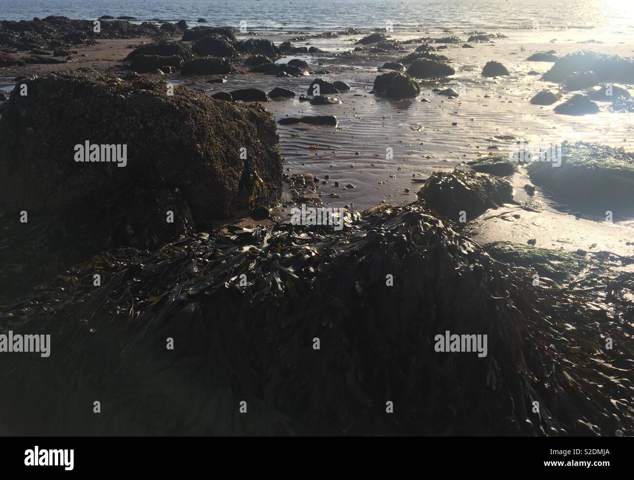Seetang an einem felsigen strand -Fotos und -Bildmaterial in hoher ...