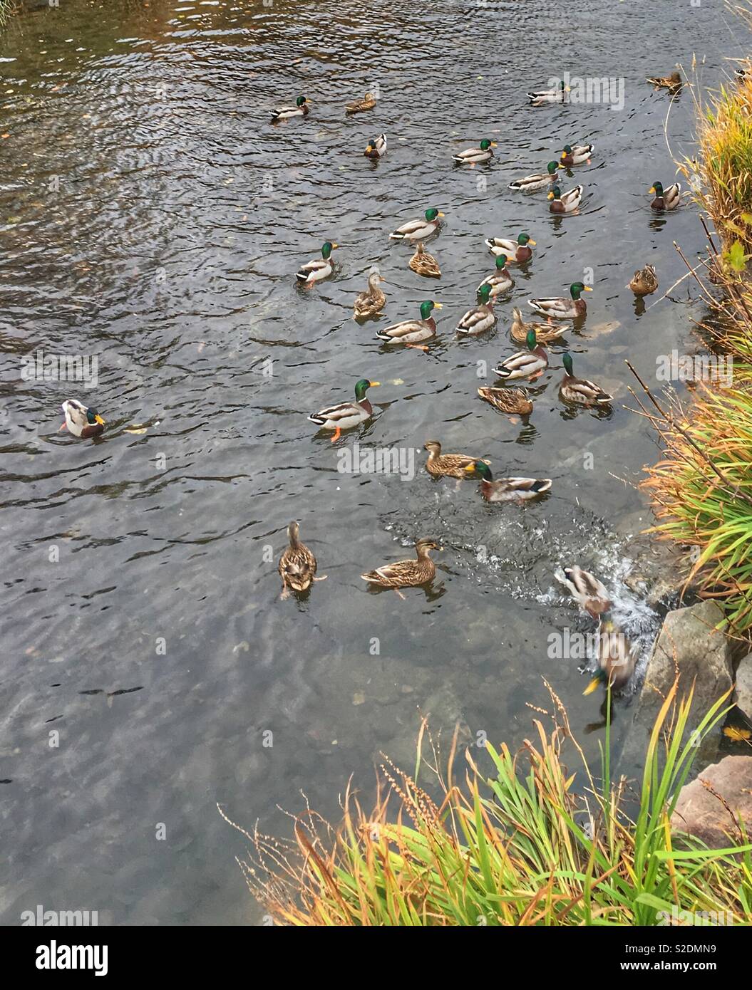 Fütterung der enten mit brot -Fotos und -Bildmaterial in hoher ...