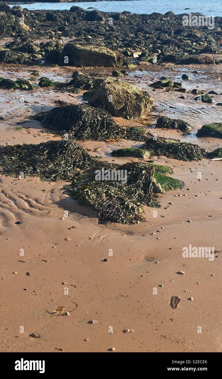 Strand nasser sand -Fotos und -Bildmaterial in hoher Auflösung – Alamy