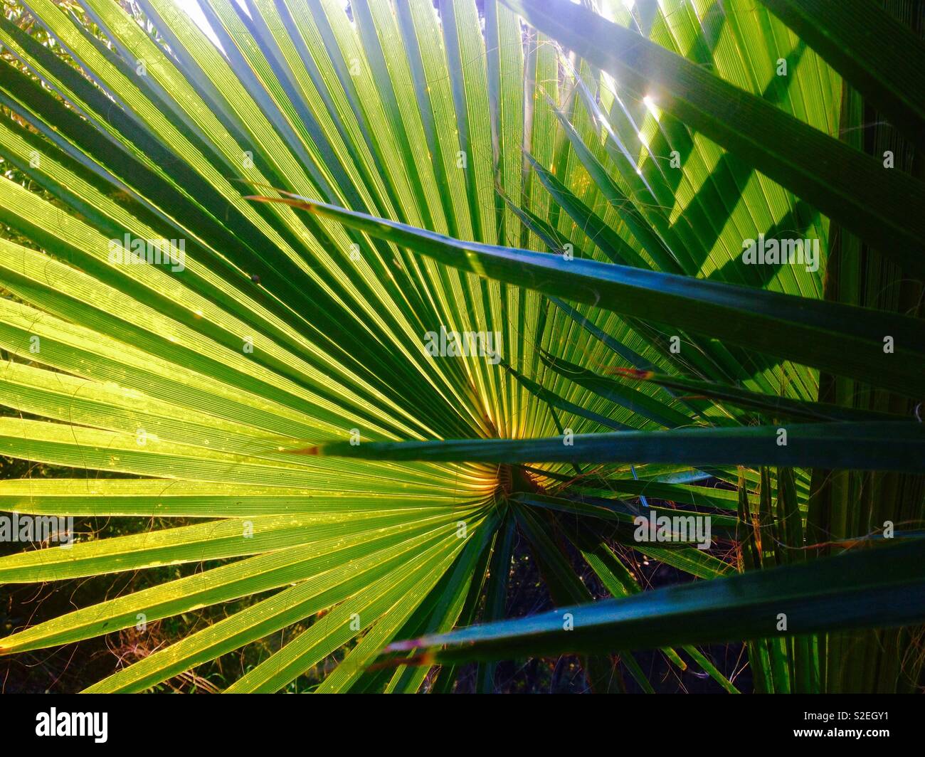 Chamaerops humilis palme -Fotos und -Bildmaterial in hoher Auflösung – Alamy