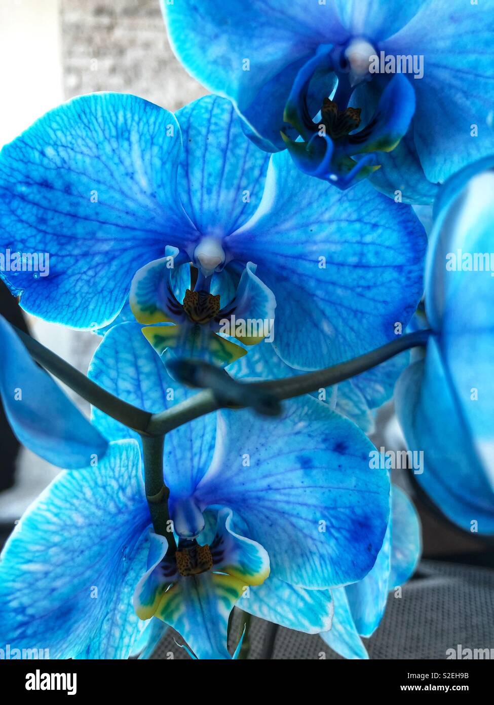 Blaue orchideen -Fotos und -Bildmaterial in hoher Auflösung – Alamy