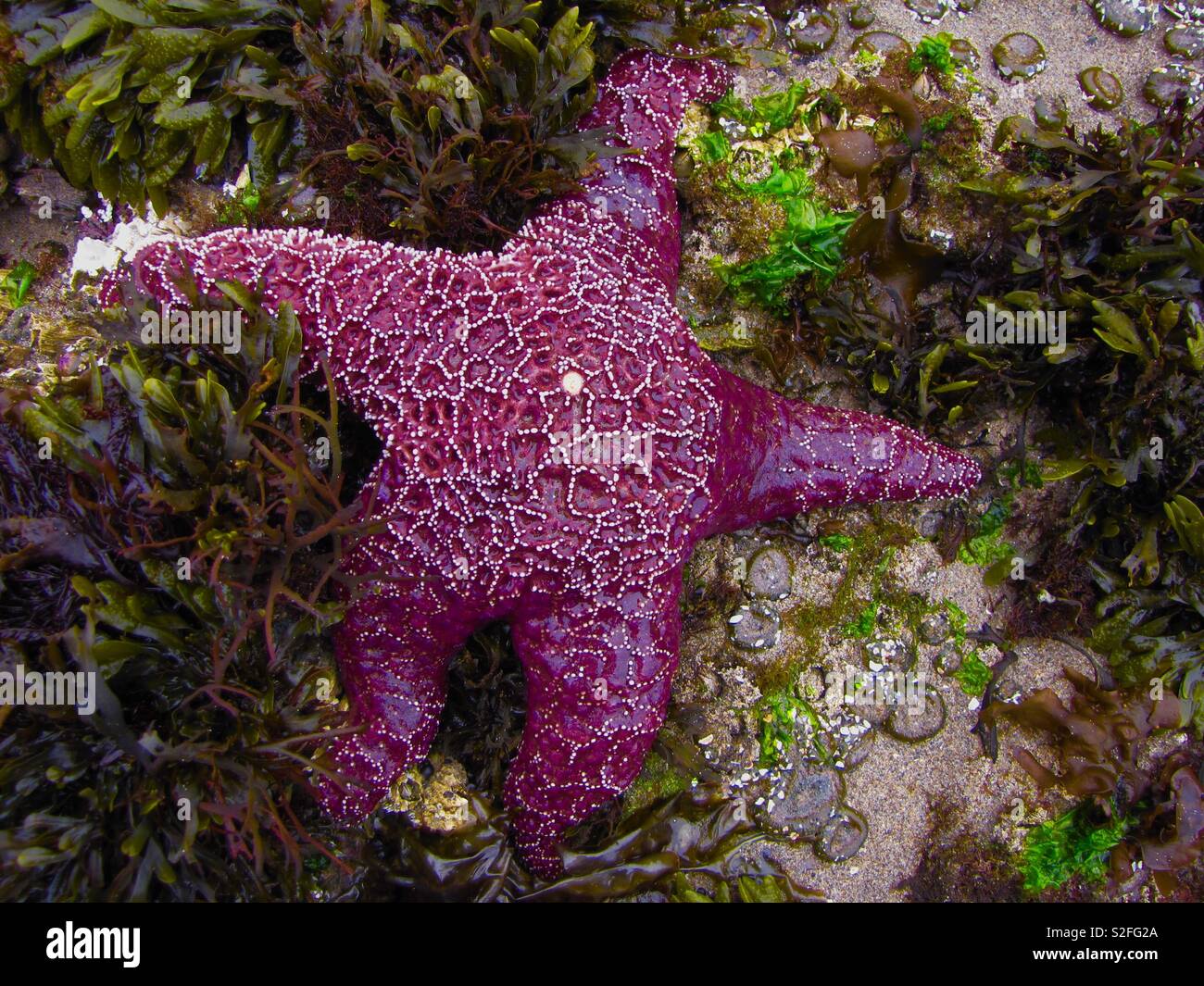 Riesen seestern -Fotos und -Bildmaterial in hoher Auflösung – Alamy