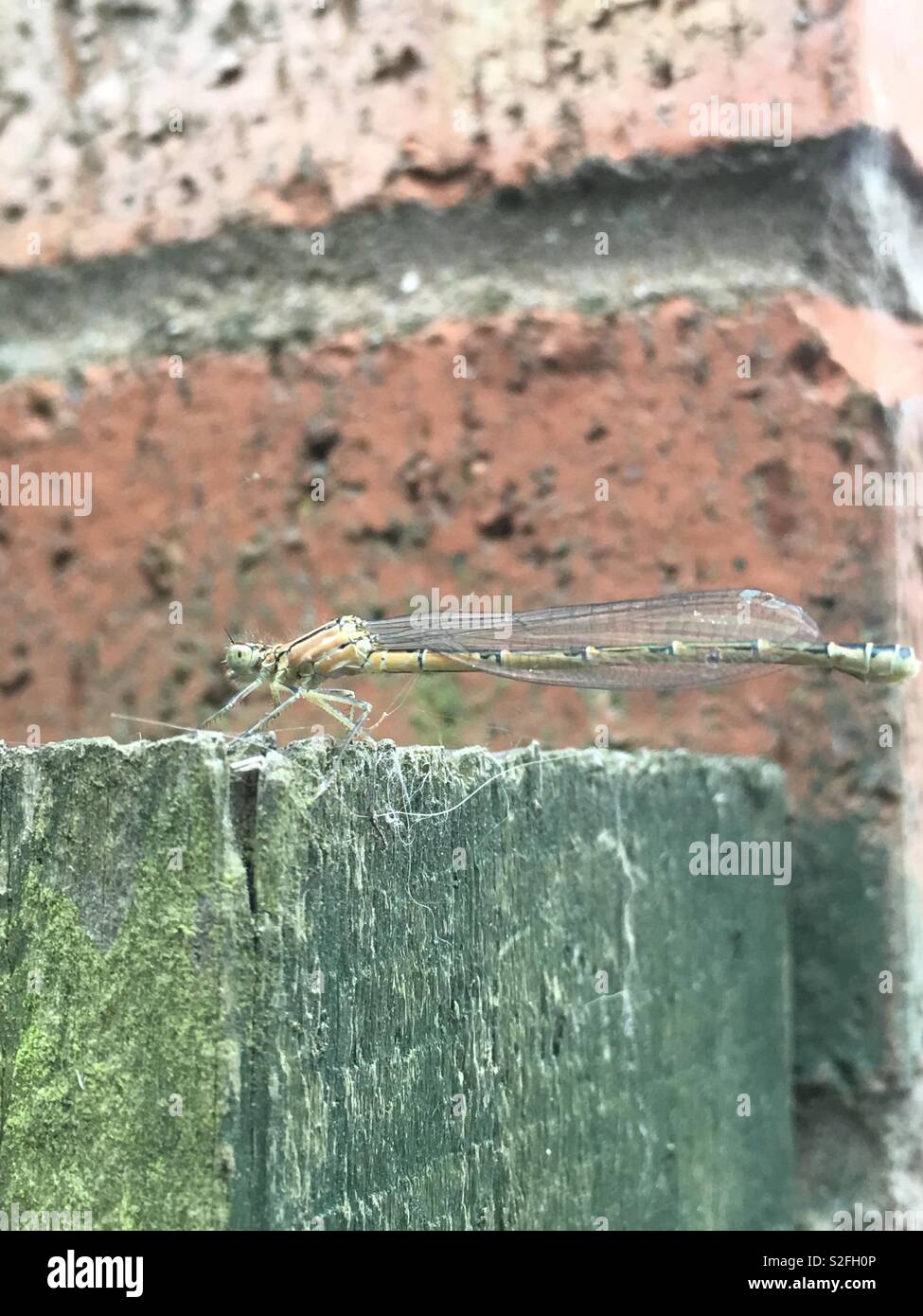 Fly postering -Fotos und -Bildmaterial in hoher Auflösung – Alamy