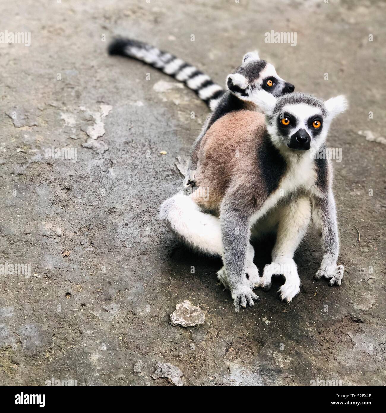 Lemuren park -Fotos und -Bildmaterial in hoher Auflösung – Alamy