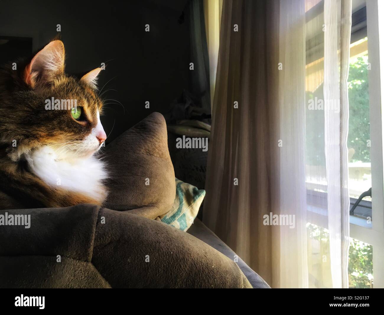 Katzen und fenster -Fotos und -Bildmaterial in hoher Auflösung – Alamy