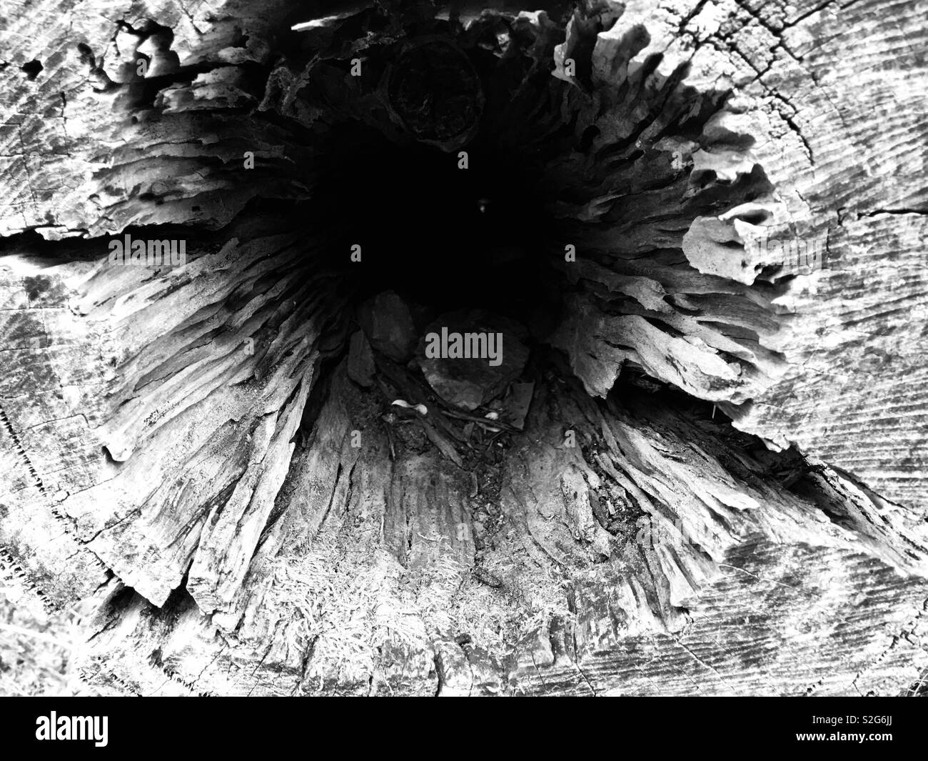 Hohl vom holz -Fotos und -Bildmaterial in hoher Auflösung – Alamy