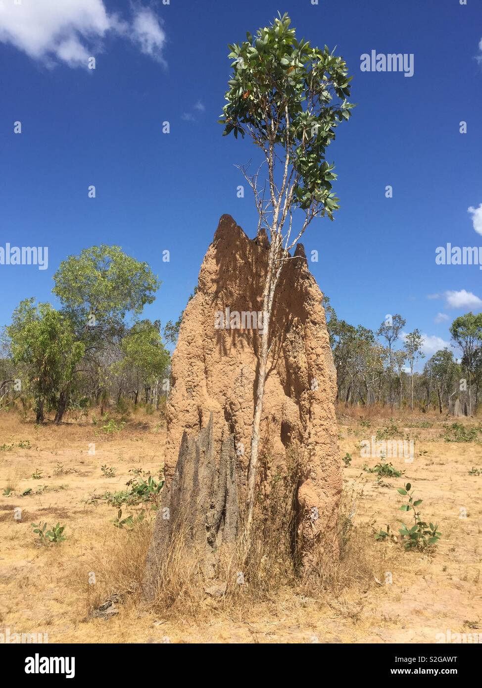 Termiten nest -Fotos und -Bildmaterial in hoher Auflösung – Alamy