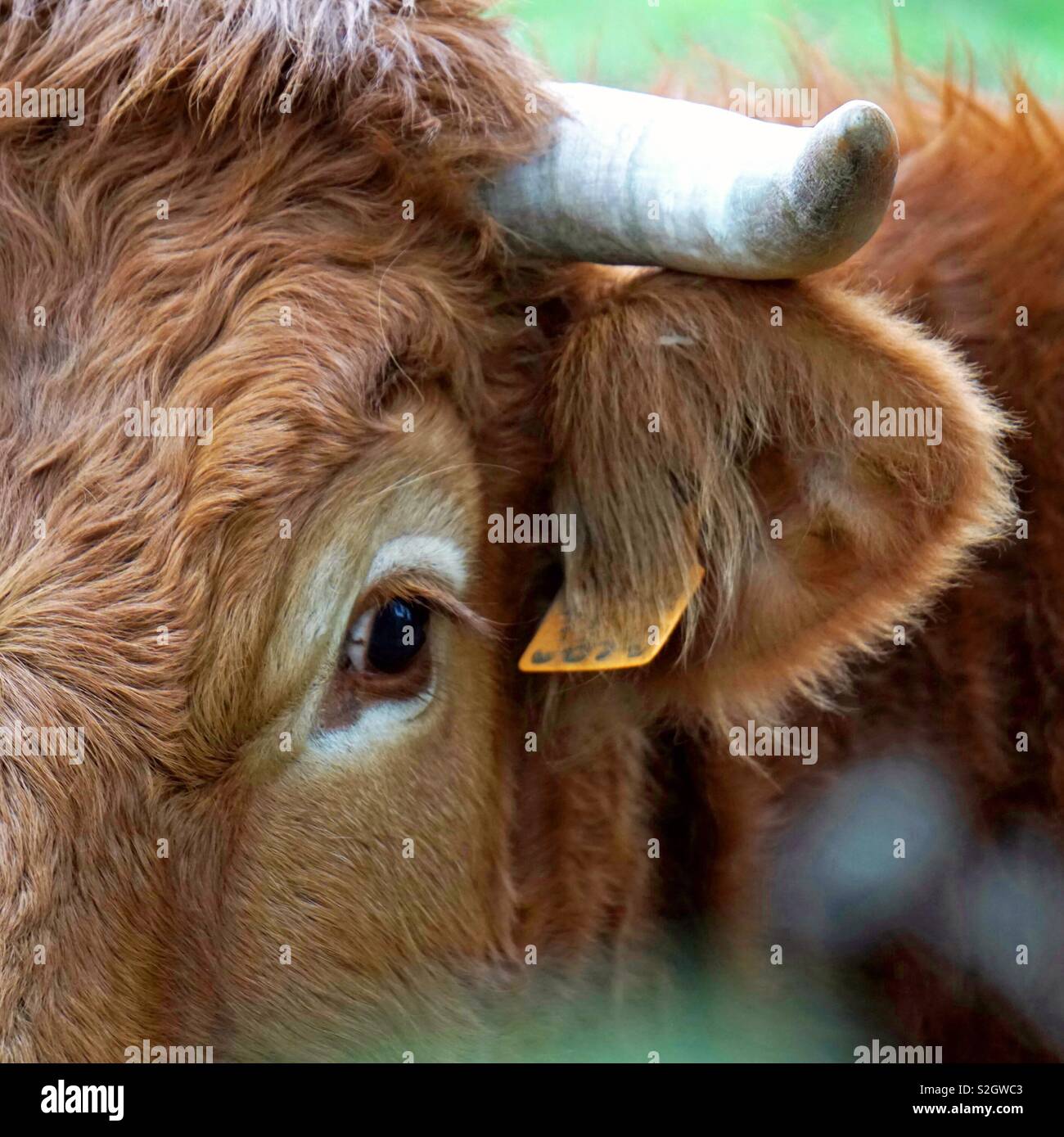 Braunhaarige kuh -Fotos und -Bildmaterial in hoher Auflösung – Alamy