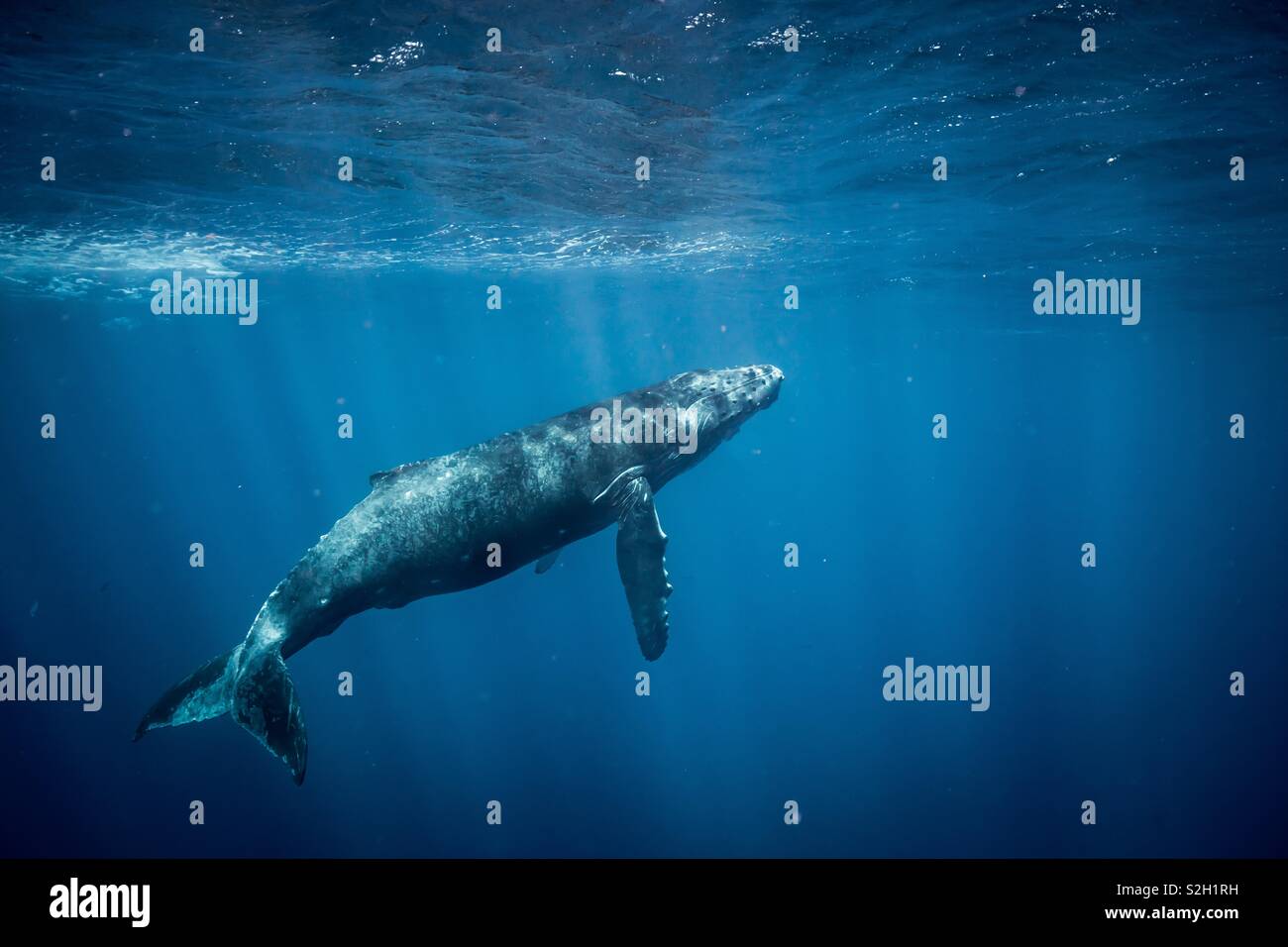 Buckelwal Kalb Schwimmen an der Oberfläche Stockfotografie - Alamy
