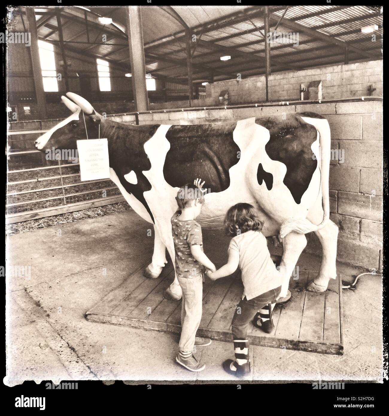 Milking demonstration -Fotos und -Bildmaterial in hoher Auflösung – Alamy