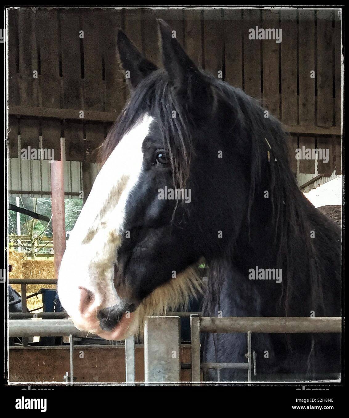 Shire Horse Centre Stockfotos und -bilder Kaufen - Alamy