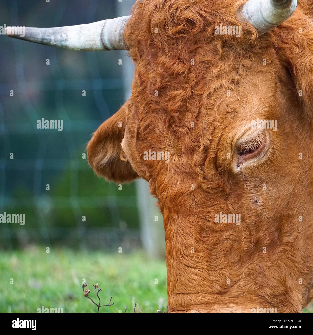 Braunhaarige kuh -Fotos und -Bildmaterial in hoher Auflösung – Alamy