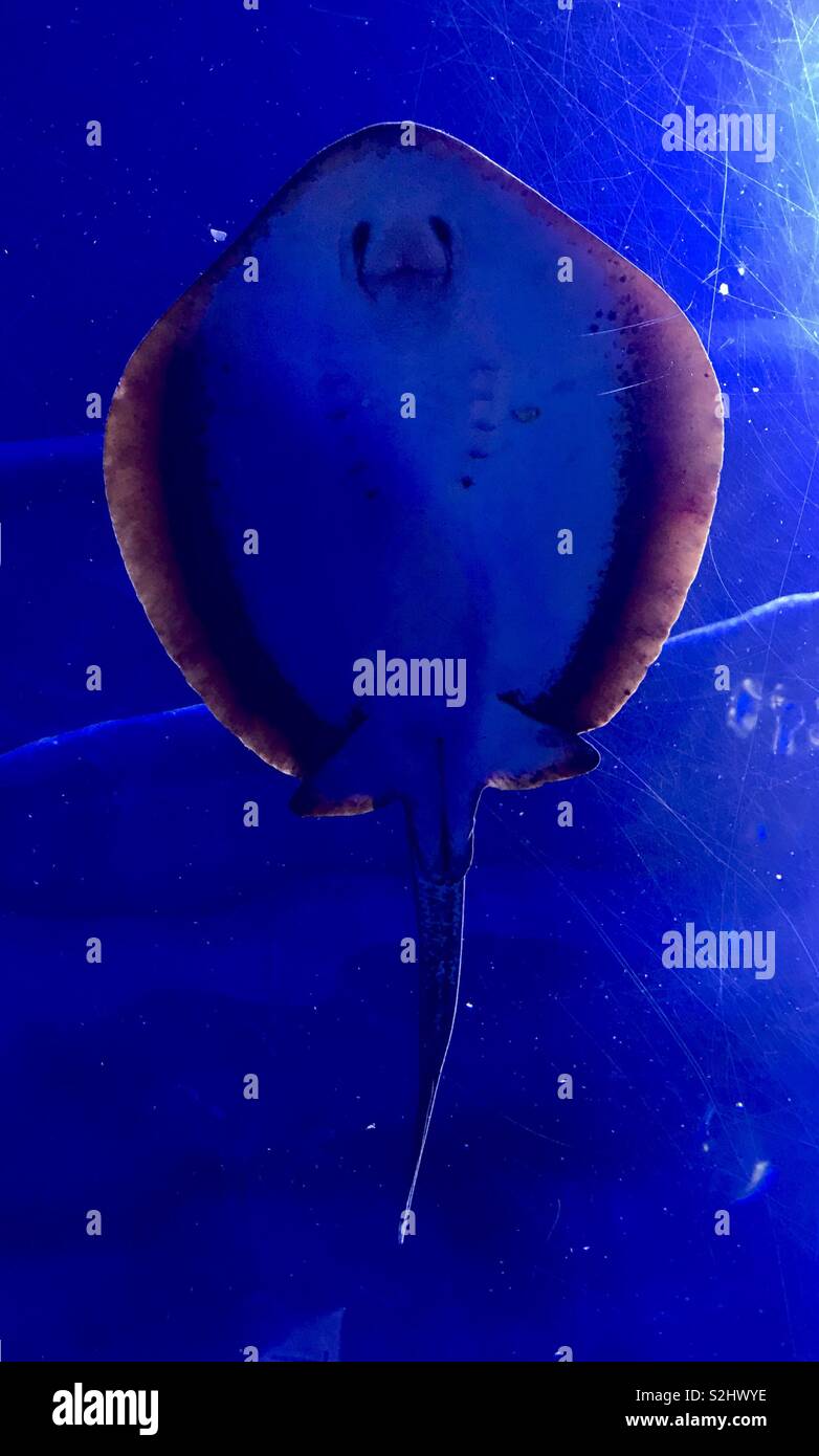 Rochen stingray meerestier animal tier -Fotos und -Bildmaterial in ...