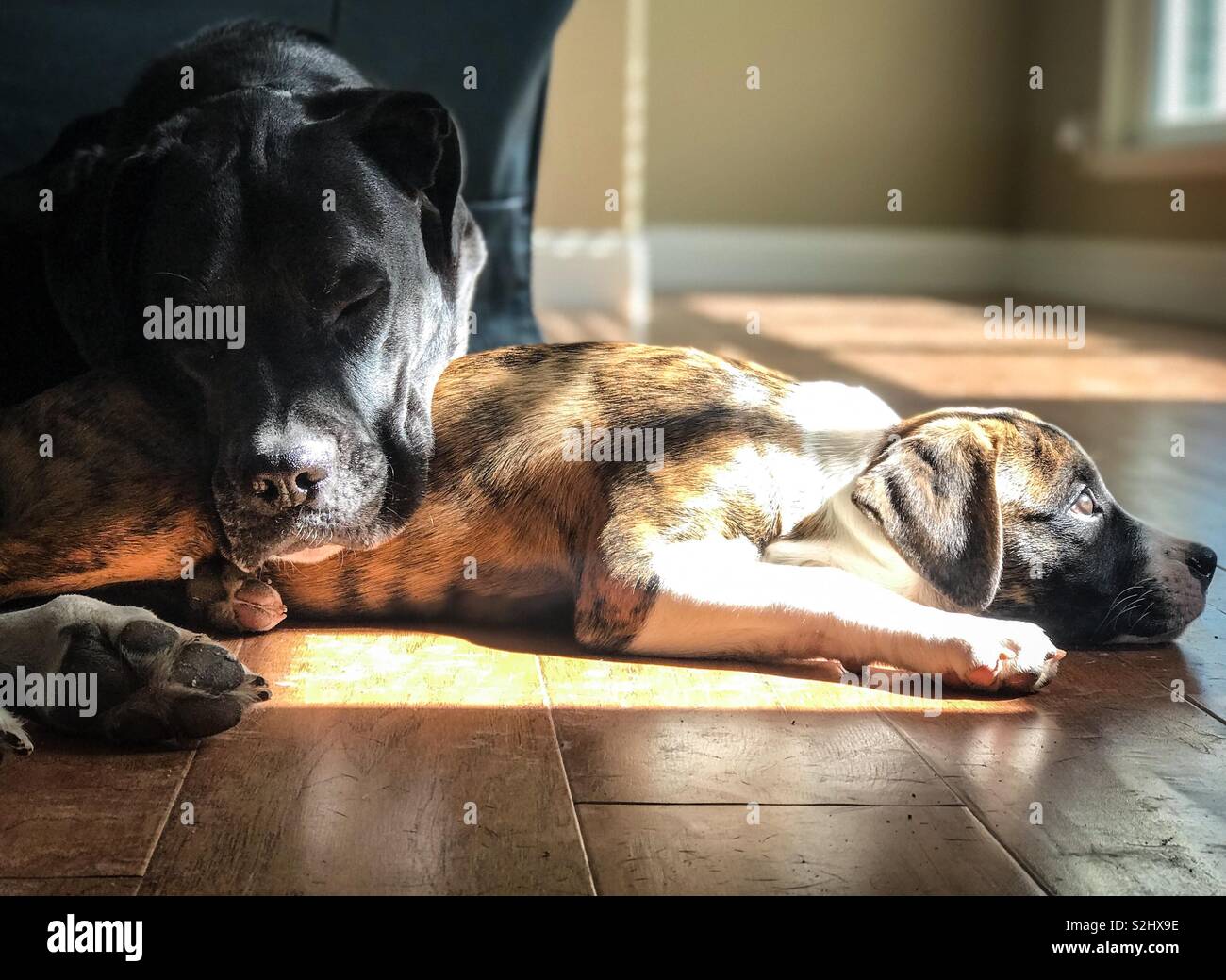 Tugend liebe -Fotos und -Bildmaterial in hoher Auflösung – Alamy