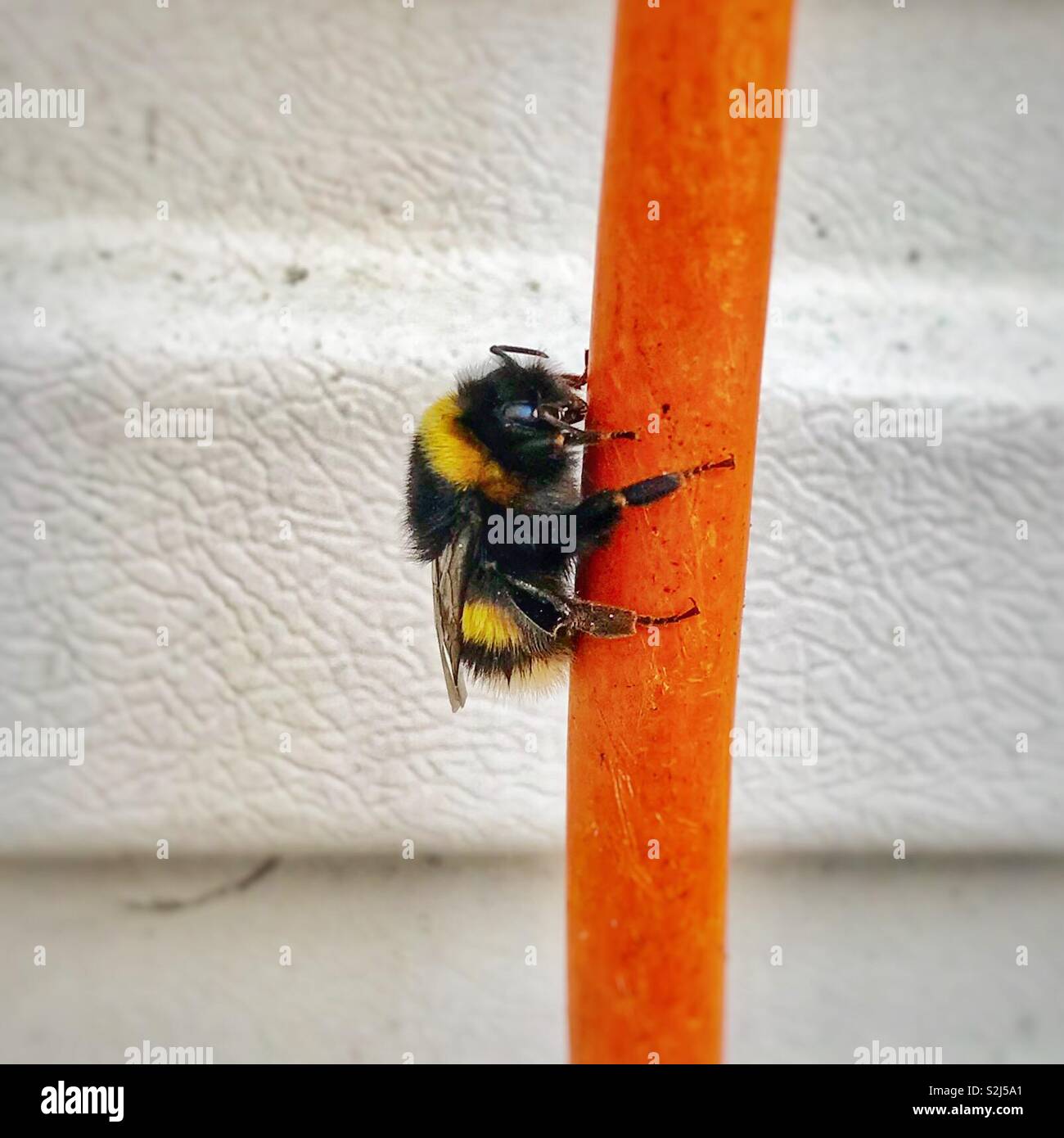 Sleeping bumblebee -Fotos und -Bildmaterial in hoher Auflösung – Alamy
