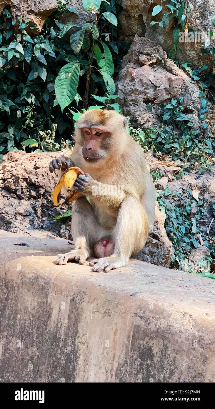 Thailand affenbanane -Fotos und -Bildmaterial in hoher Auflösung – Alamy