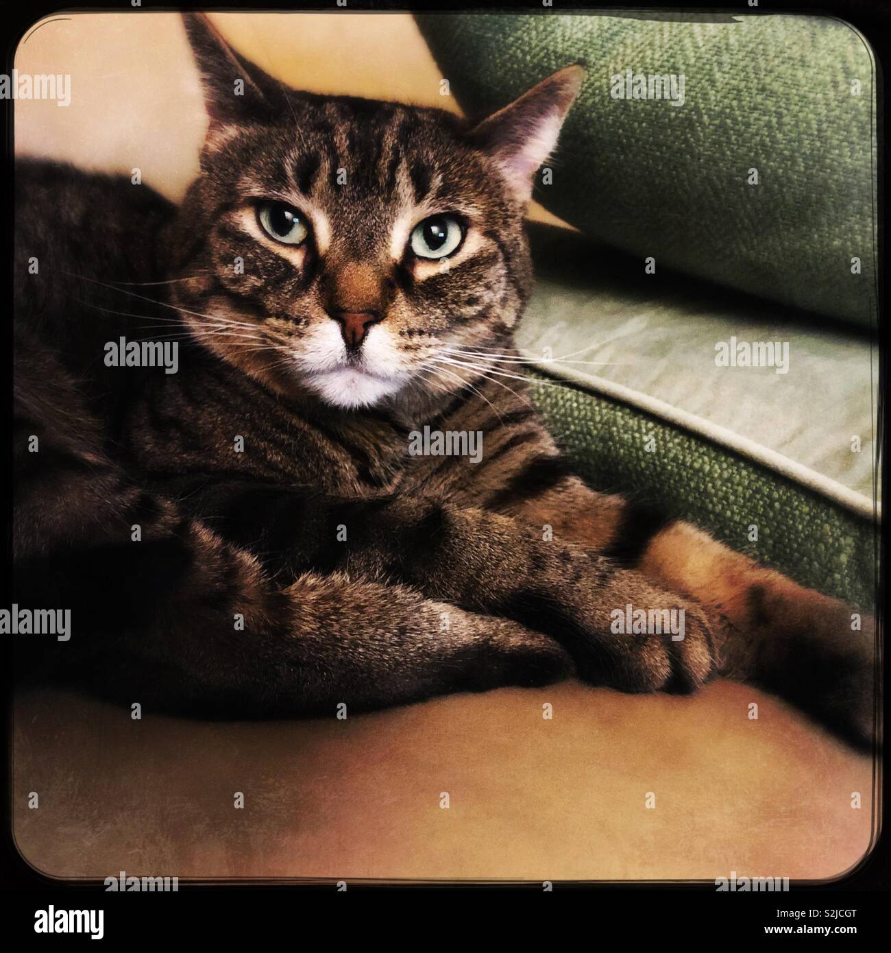 Katze nein -Fotos und -Bildmaterial in hoher Auflösung – Alamy