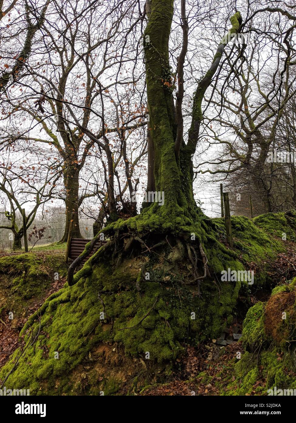 Devon hedge bank -Fotos und -Bildmaterial in hoher Auflösung – Alamy