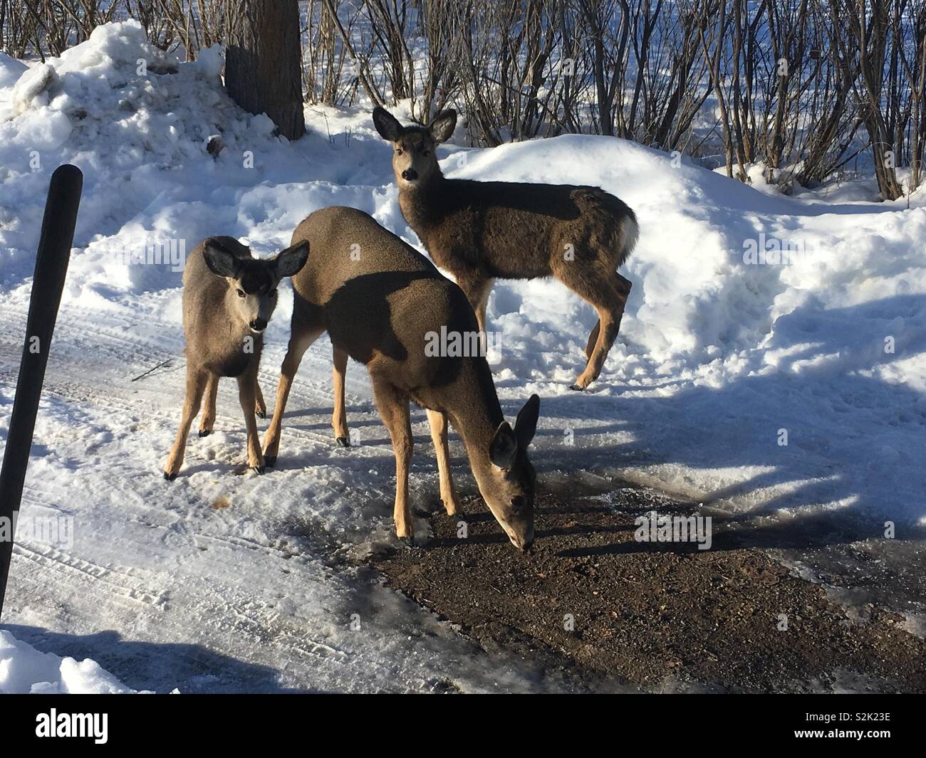 Maultier im freien -Fotos und -Bildmaterial in hoher Auflösung – Alamy