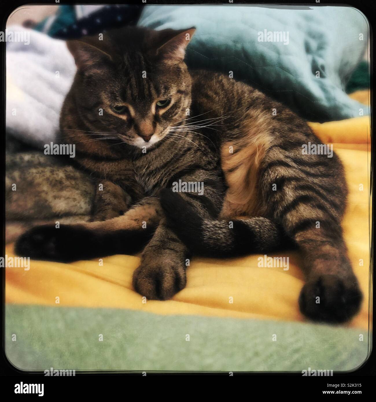Cat position -Fotos und -Bildmaterial in hoher Auflösung – Alamy
