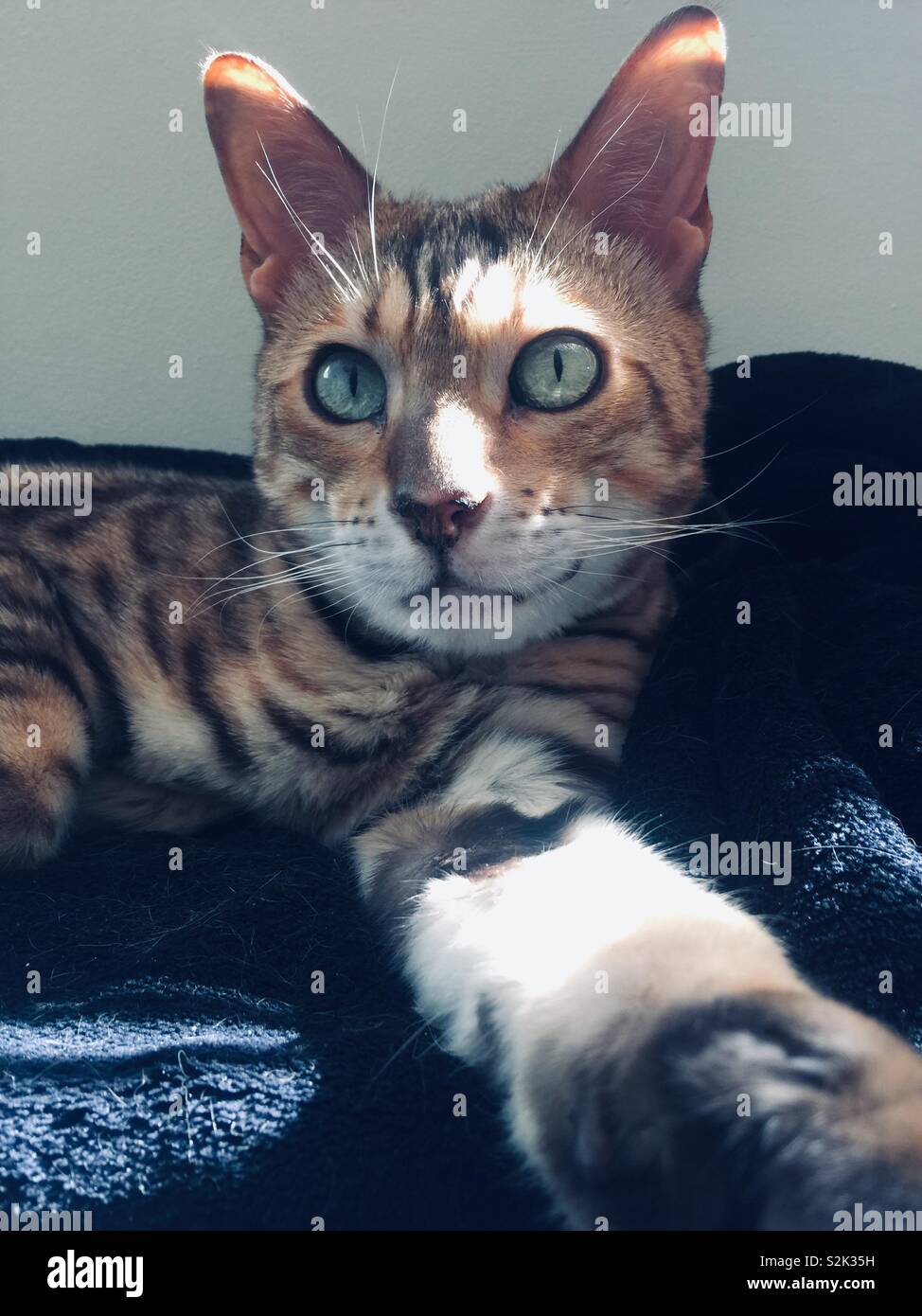 Katze selfie -Fotos und -Bildmaterial in hoher Auflösung – Alamy