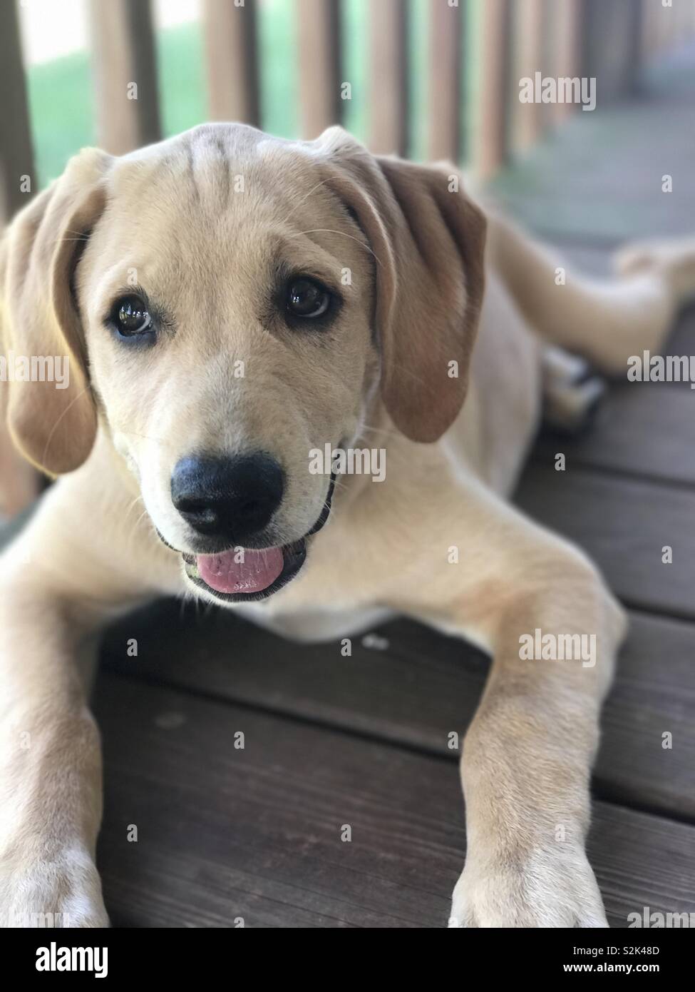 Fauler tag hund -Fotos und -Bildmaterial in hoher Auflösung – Alamy